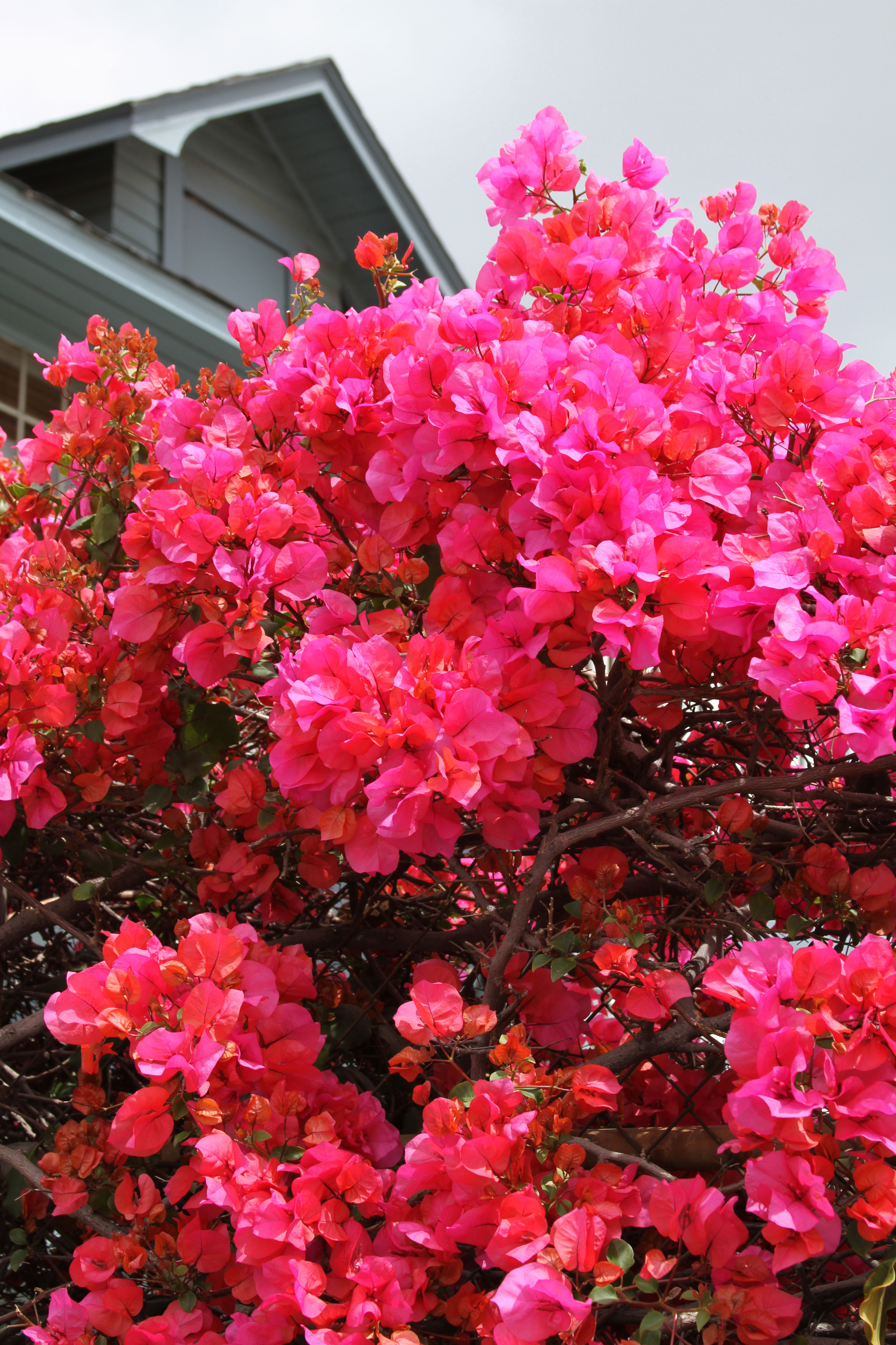 Lush Bougainvillea Varieties – Sunset Magazine