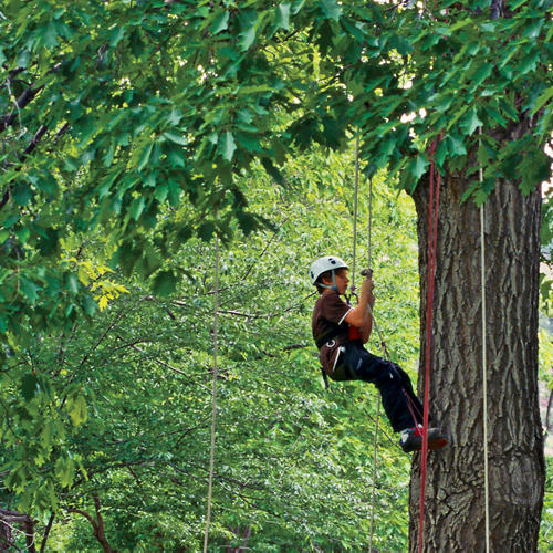 Go climb a tree - Sunset Magazine - Sunset Magazine