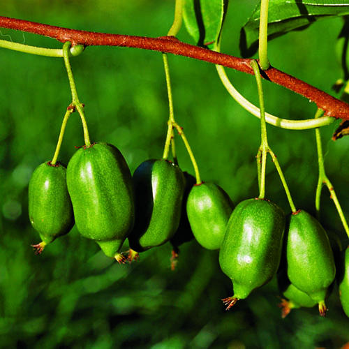 Fuzzless kiwi - Sunset Magazine