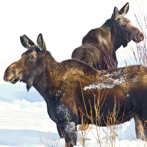 Montana. It’s Time. - Sunset Magazine