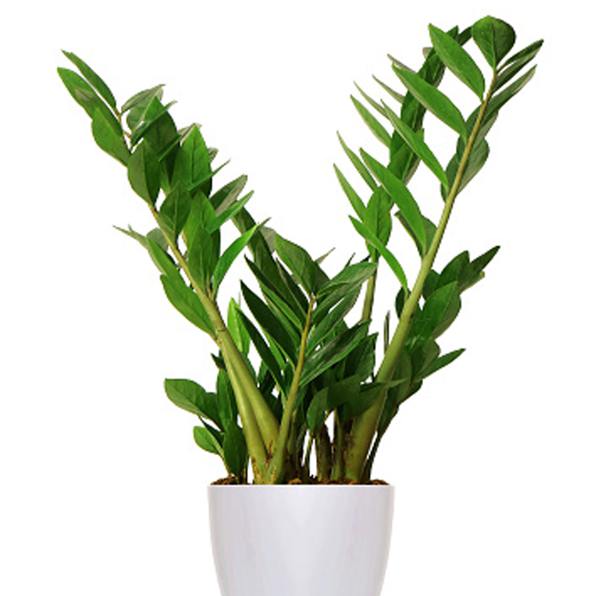 10 Indestructible Houseplants - Sunset Magazine