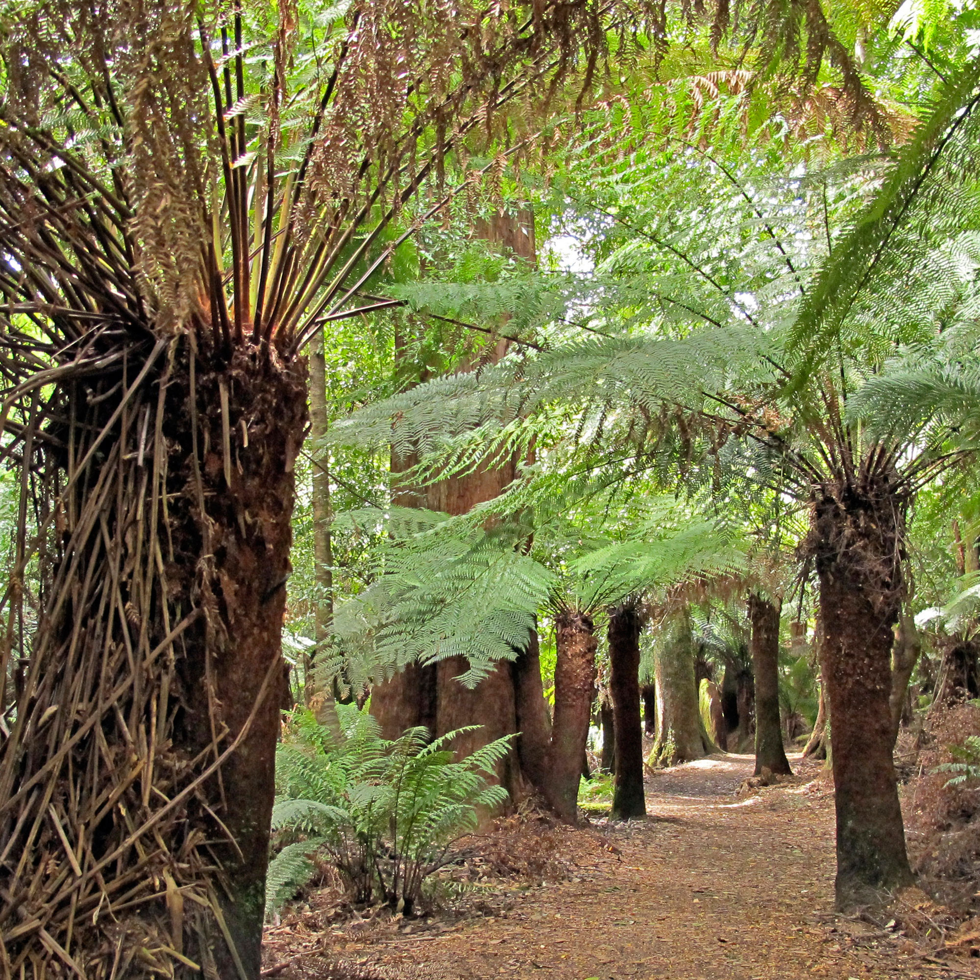 12 Ferns for Western Gardens - Sunset Magazine