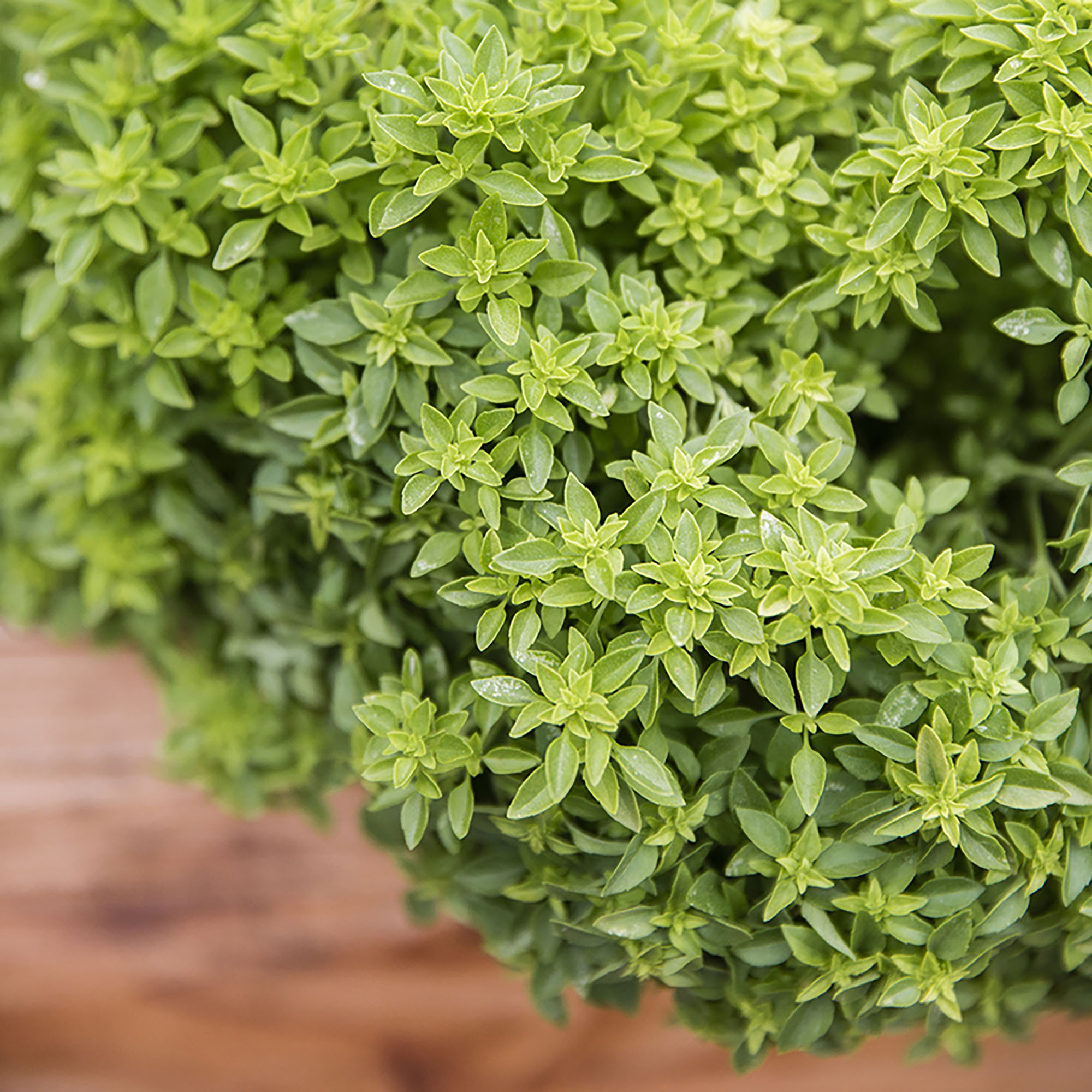 Ocimum Basilicum Boxwood