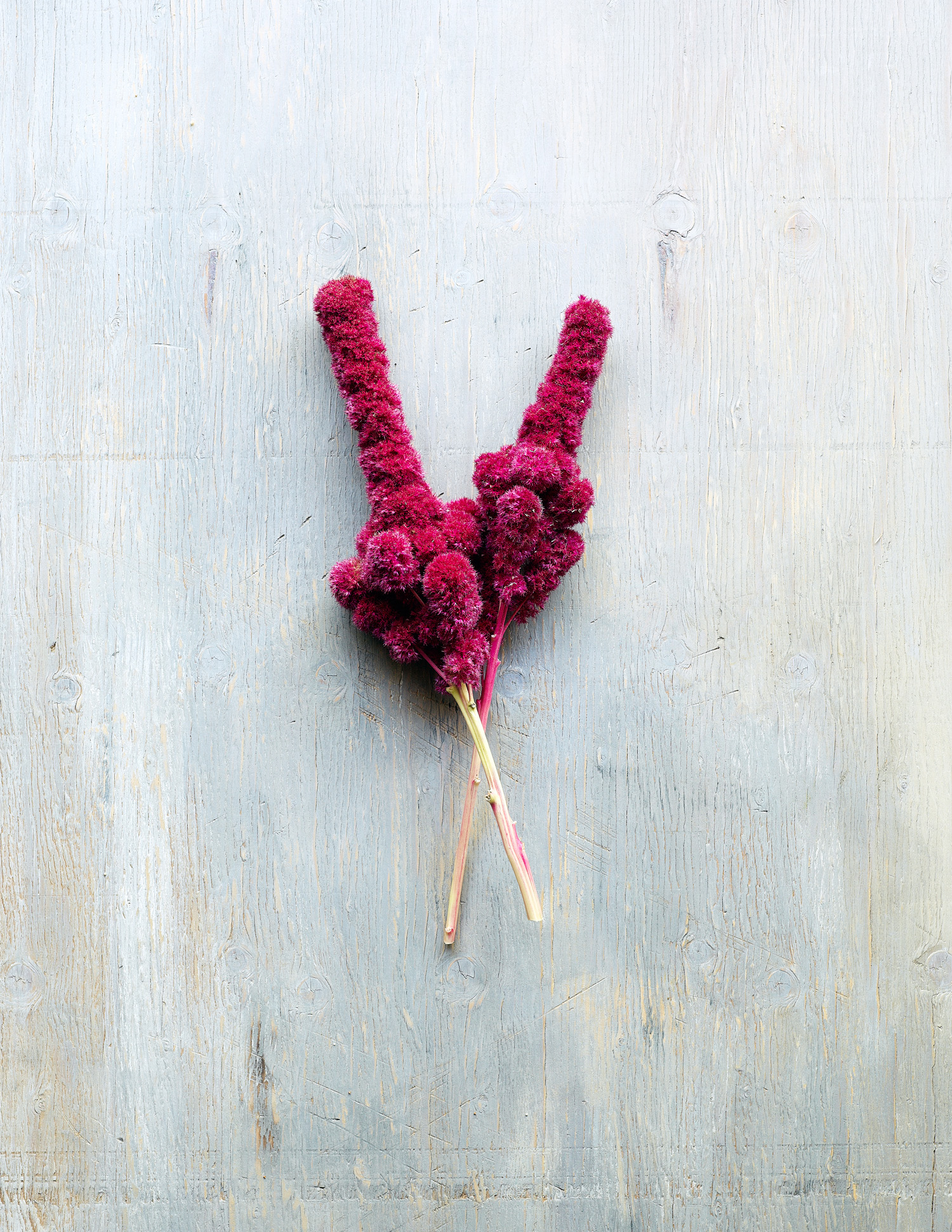 6 Gorgeous Amaranth Flowers - Sunset - Sunset Magazine