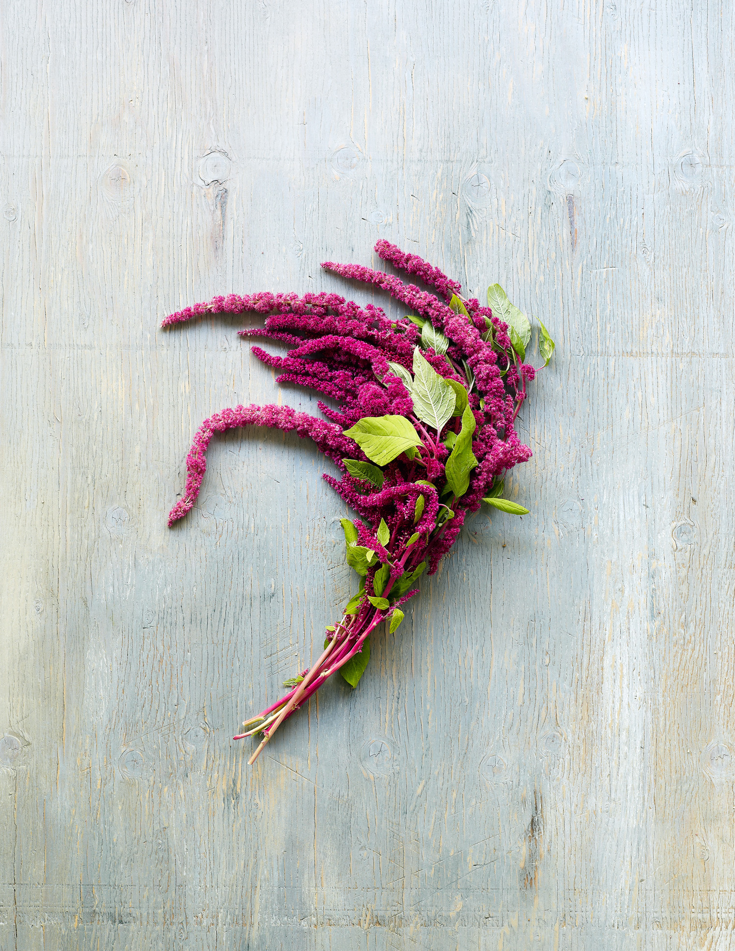 6 Gorgeous Amaranth Flowers - Sunset Magazine