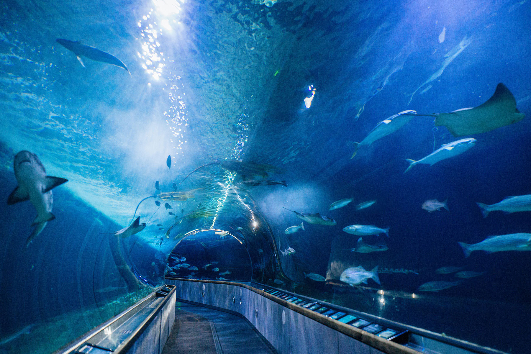 Top Aquariums to Visit – Sunset Magazine