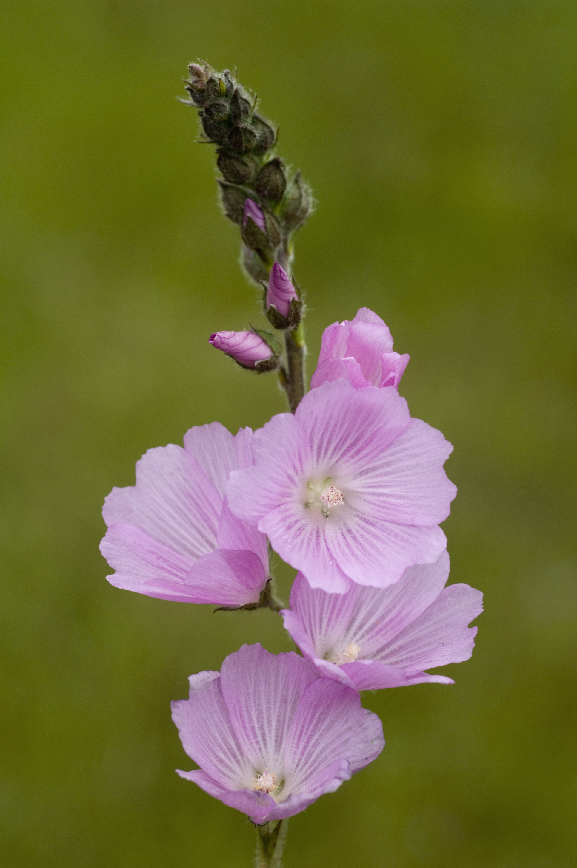 Knock-Out Native Plants - Sunset - Sunset Magazine