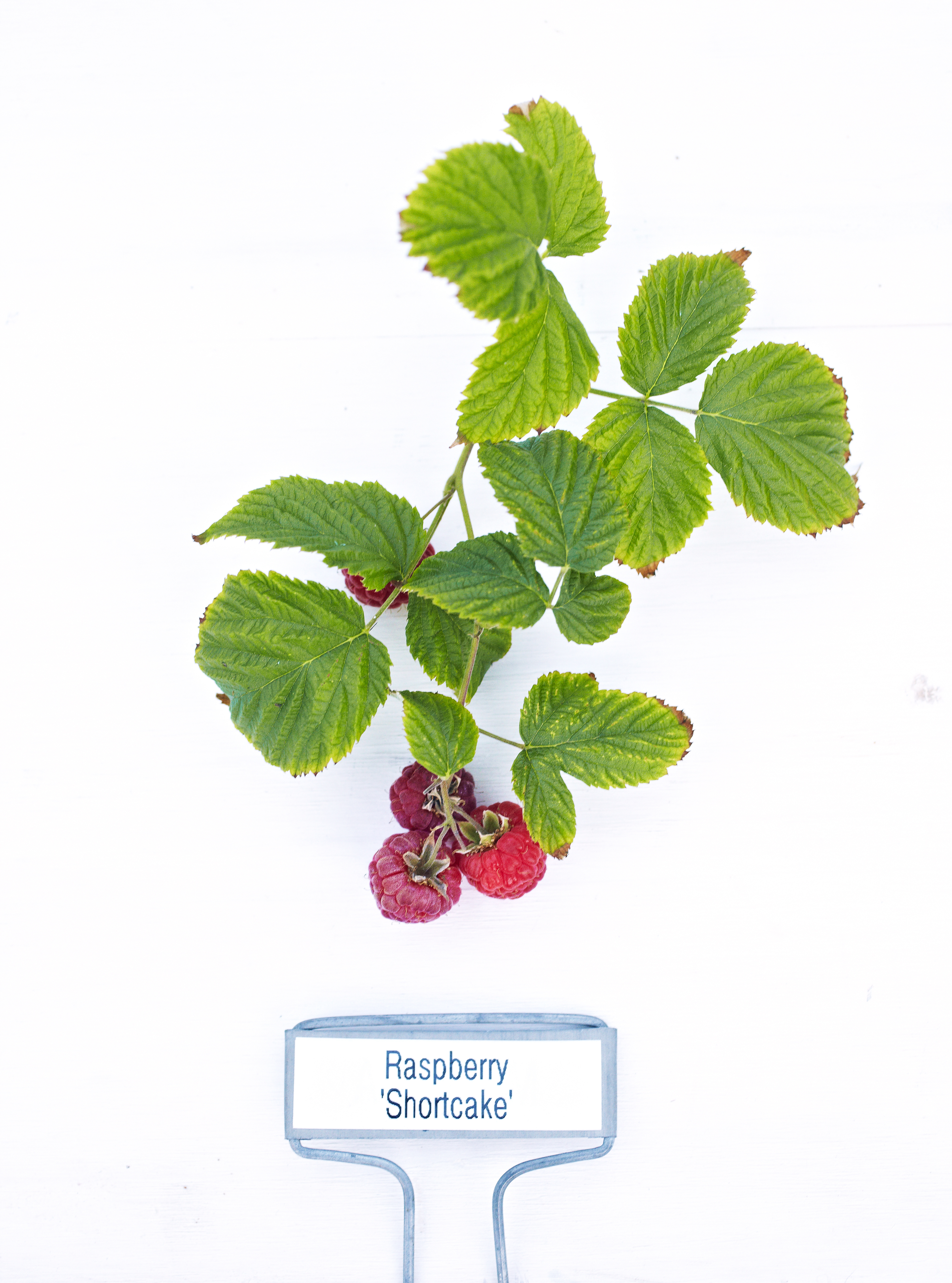 Best Small Space Berries to Plant - Sunset - Sunset Magazine