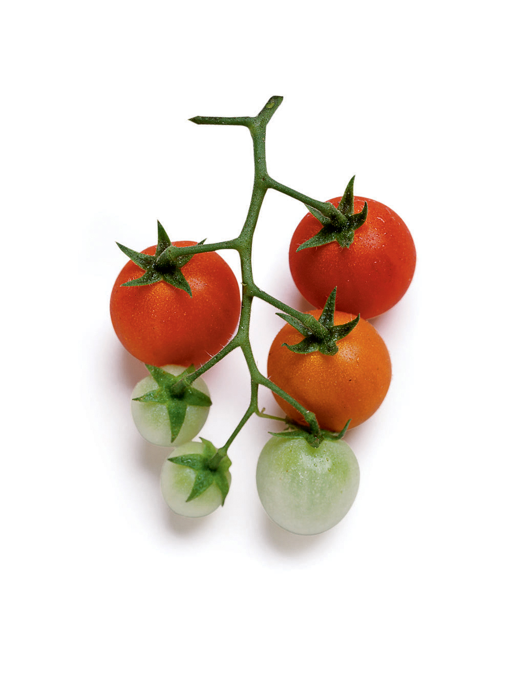 5 Best Cherry Tomatoes - Sunset Magazine