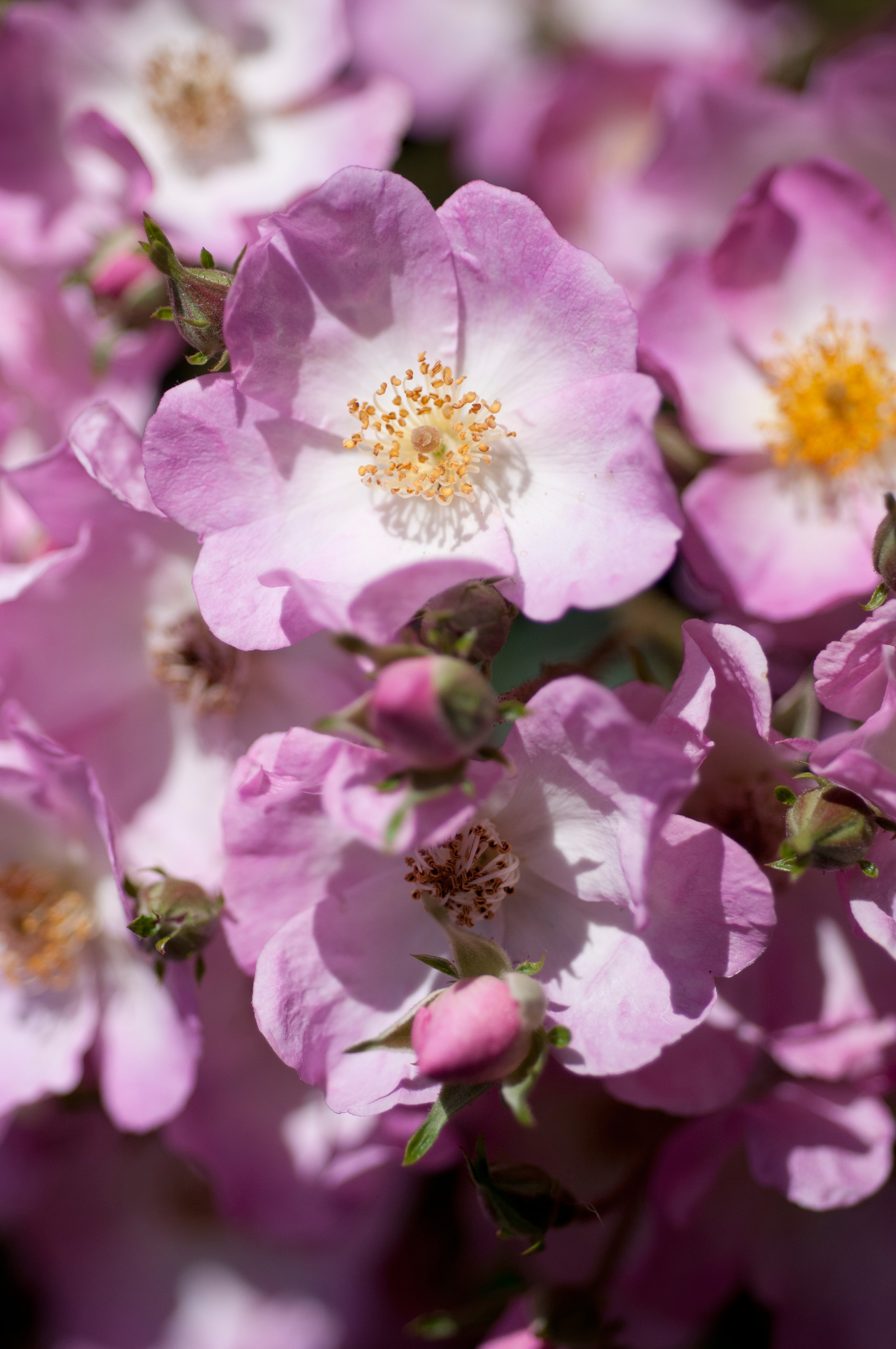 Best Varieties for Your Rose Garden - Sunset Magazine