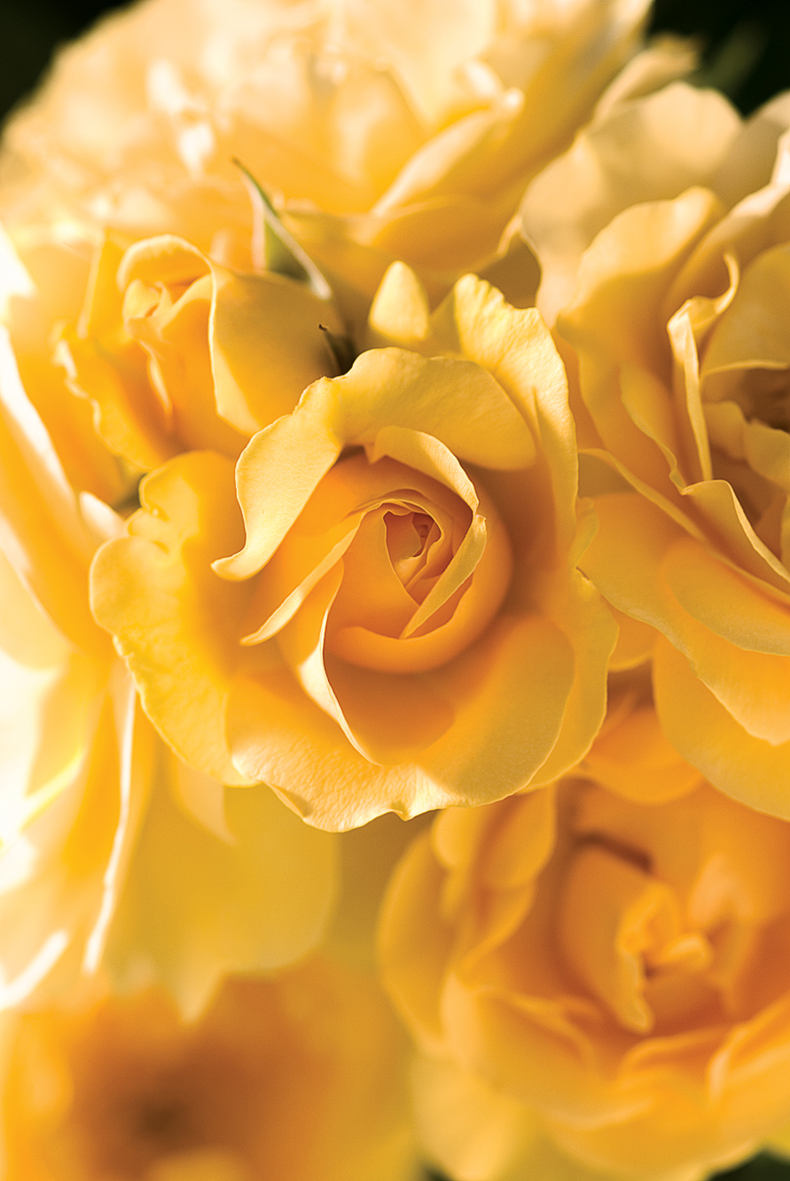6 Disease-Resistant Roses - Sunset Magazine