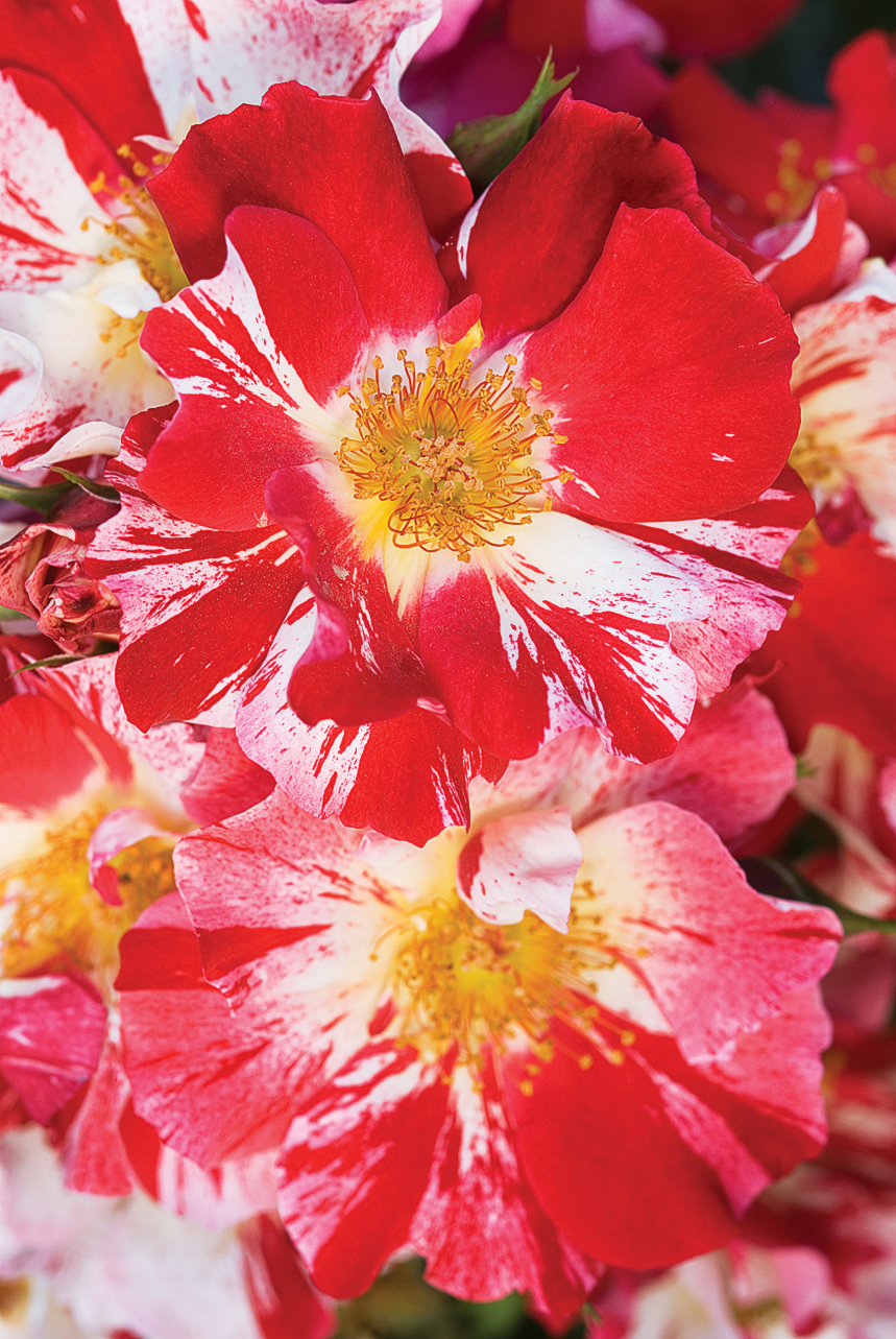 6 Disease-Resistant Roses - Sunset Magazine