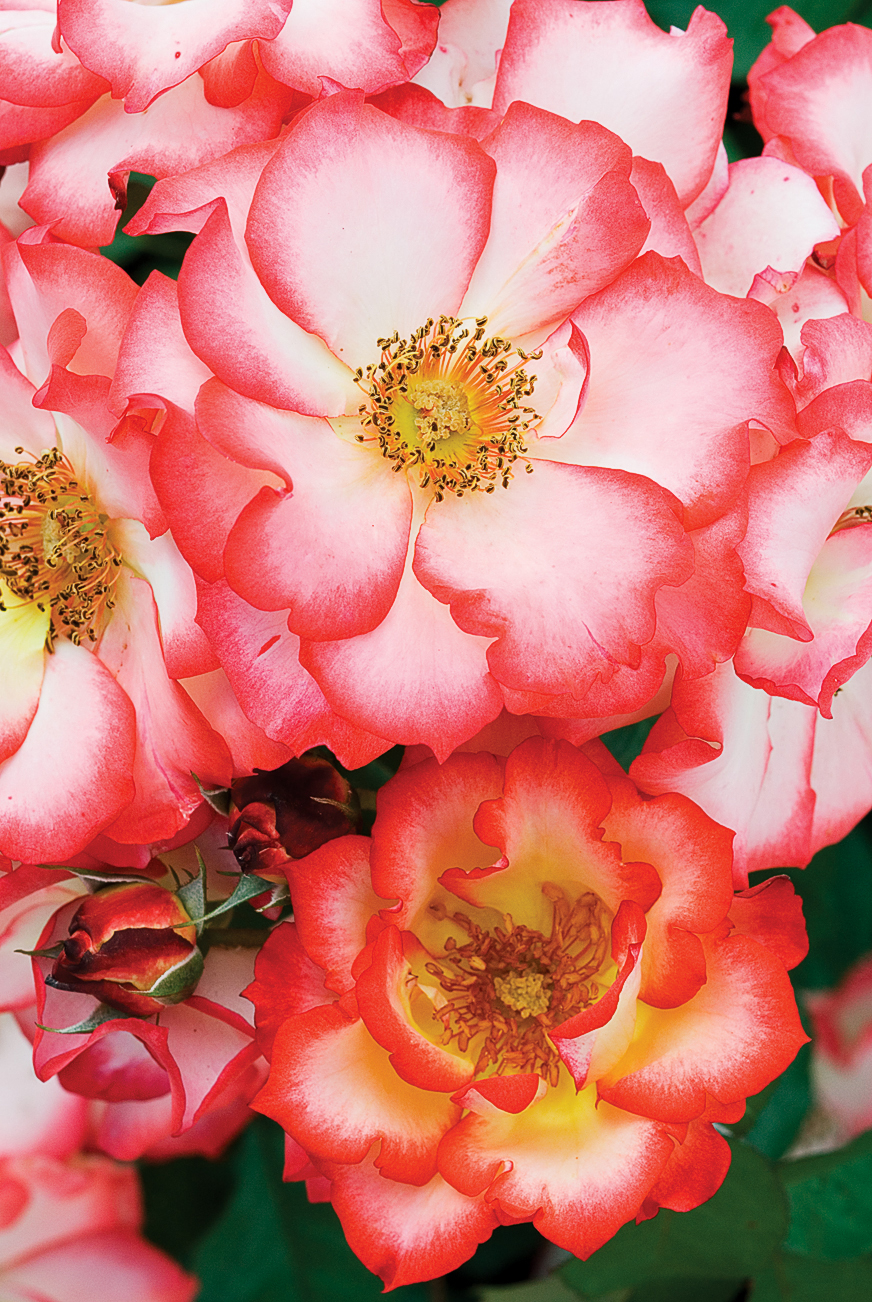 6 Disease-Resistant Roses - Sunset Magazine