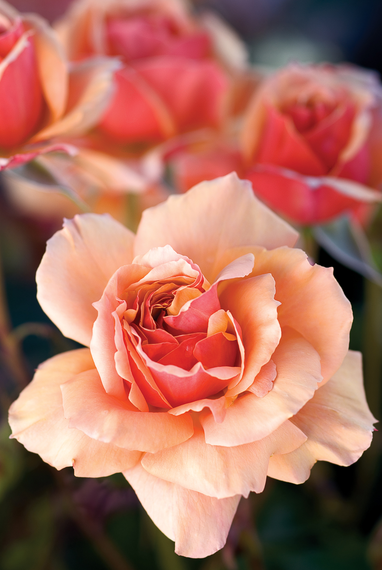 6 Disease-Resistant Roses - Sunset Magazine