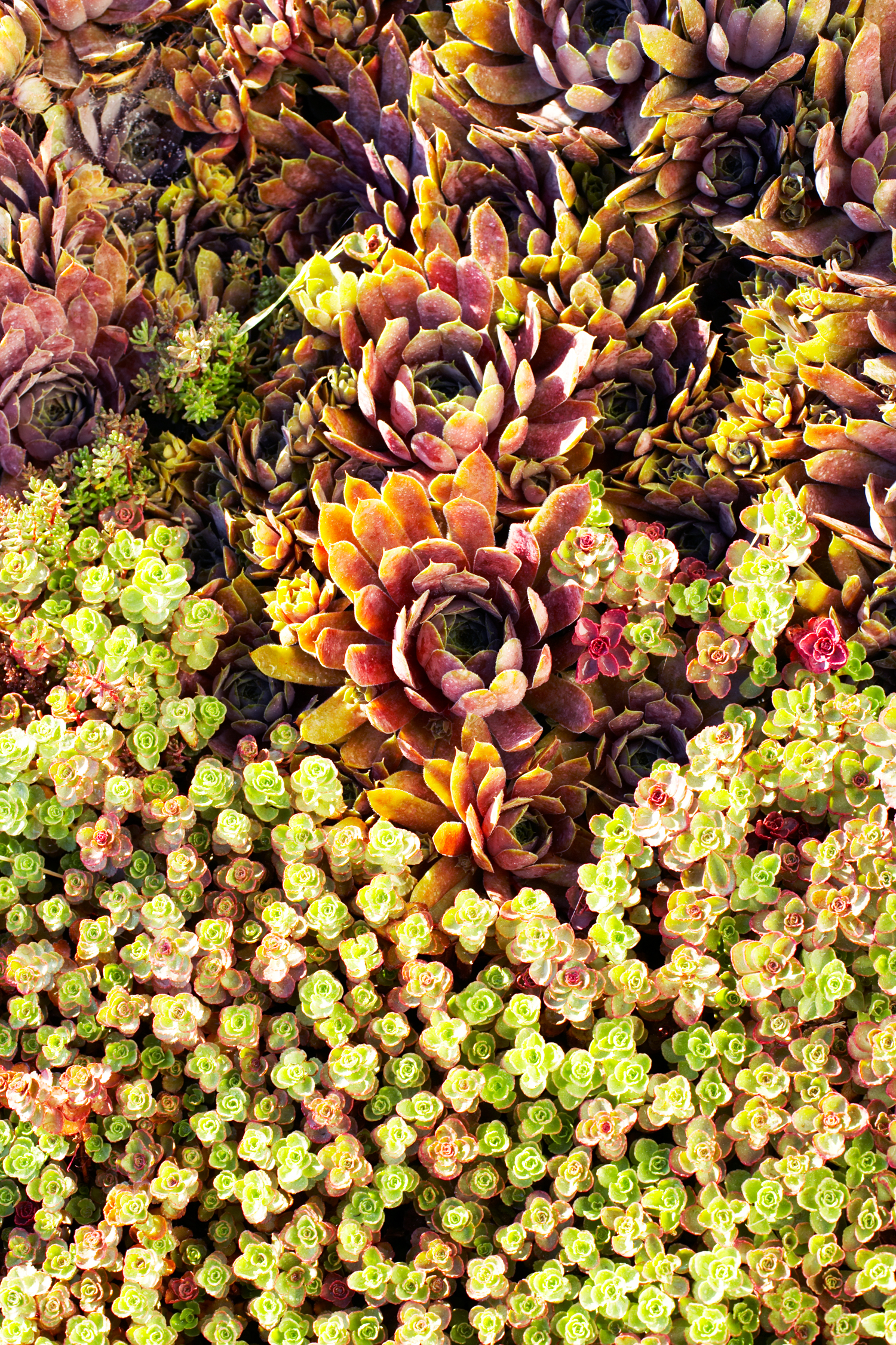 California Drought Tolerant Groundcovers