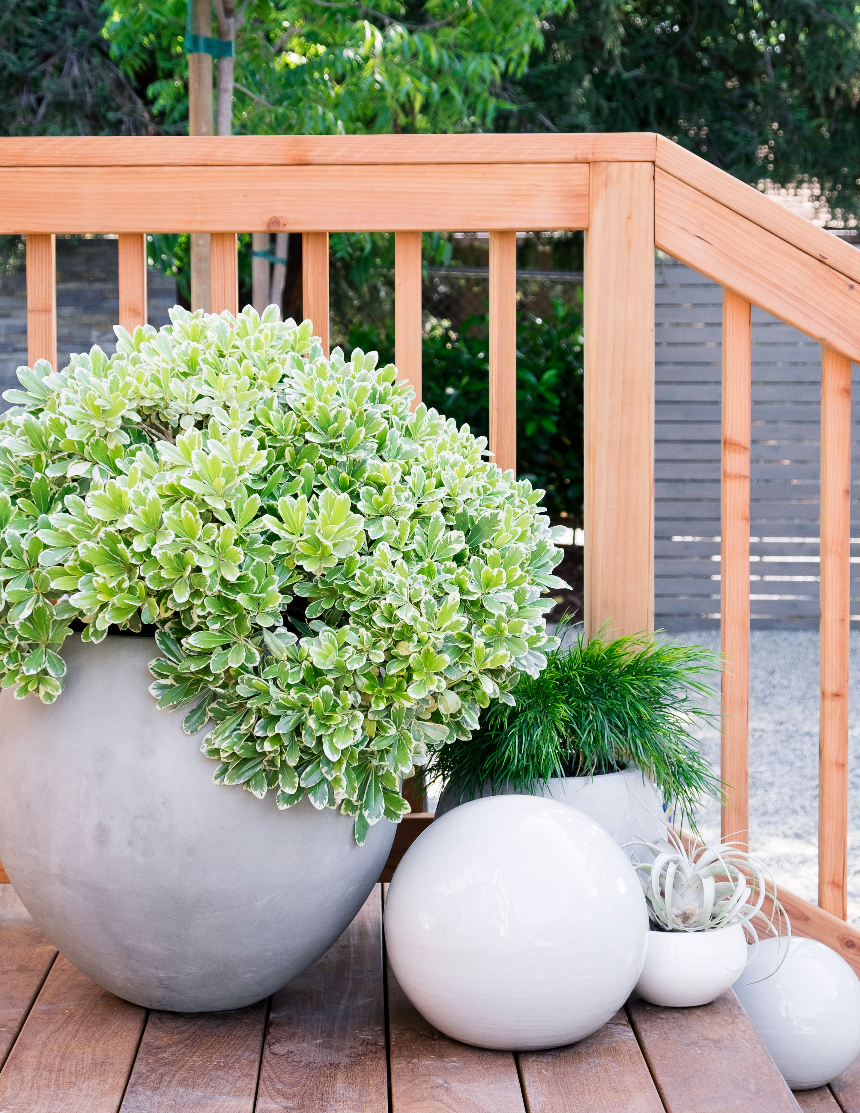 How to Design a Low-Water Zen Garden - Sunset Magazine