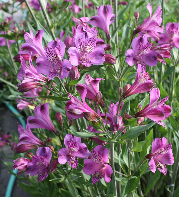 Gorgeous Alstroemeria – Sunset Magazine