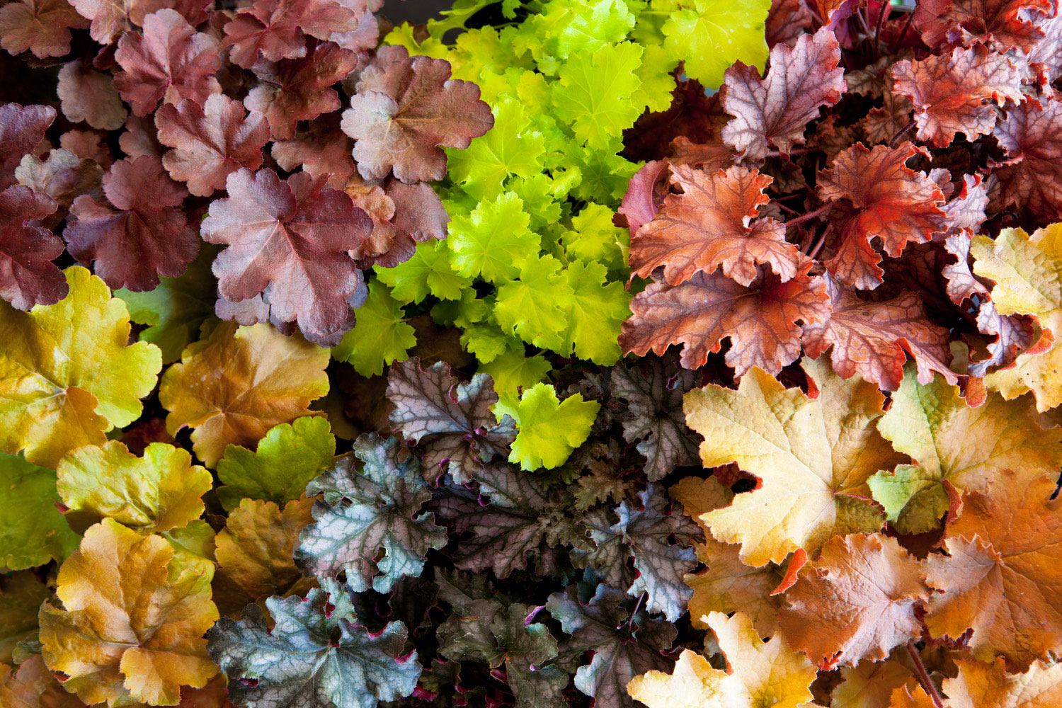 Top Plants for Your Fall Garden - Sunset Magazine