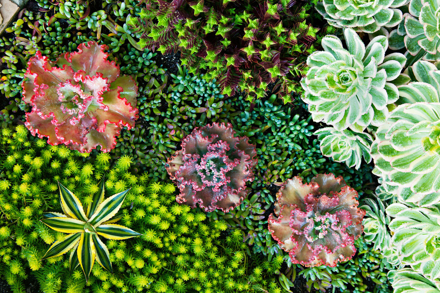 Sunset Magazine Succulent Garden