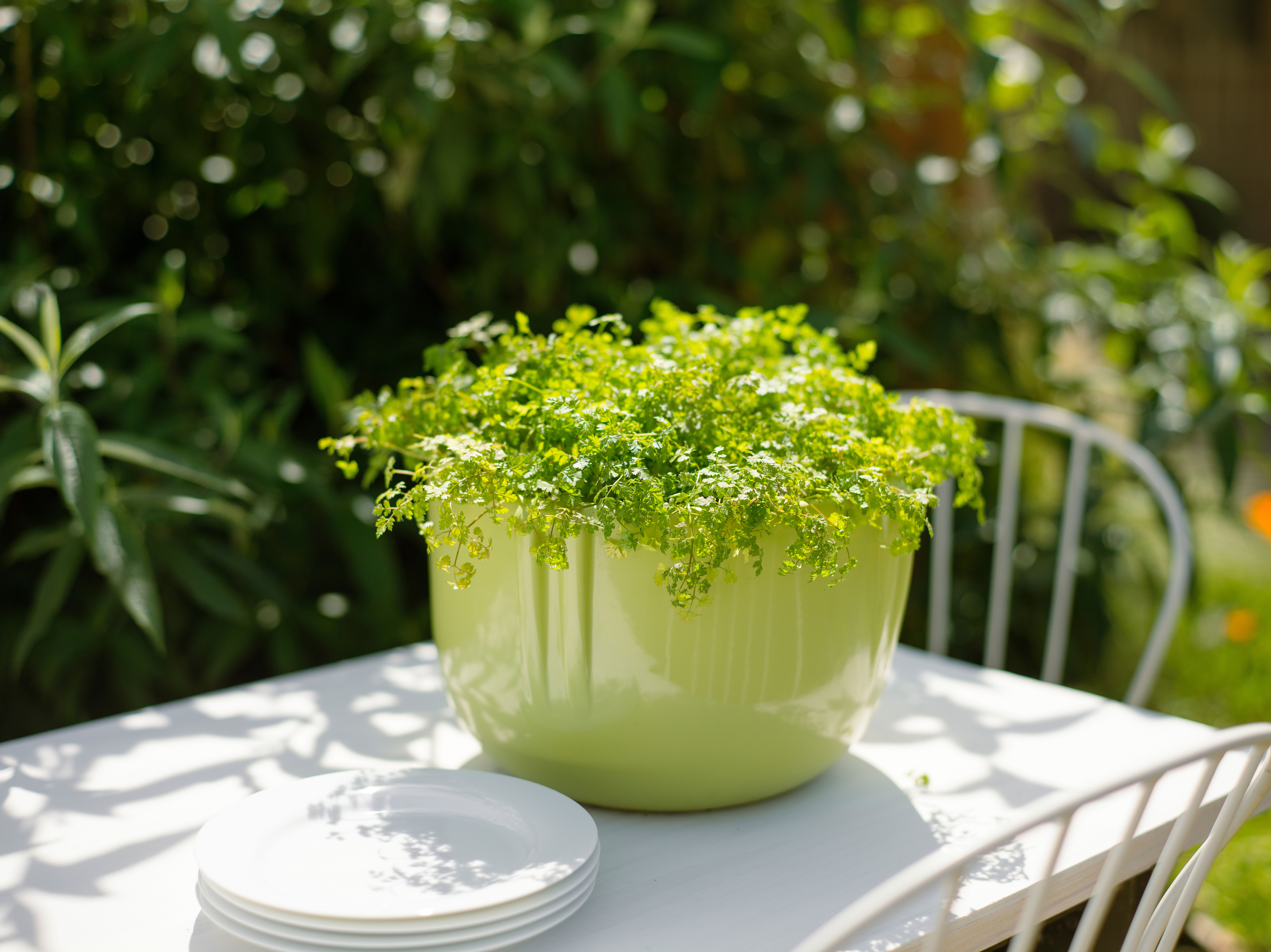 10 Best Herbs for Part Shade - Sunset Magazine