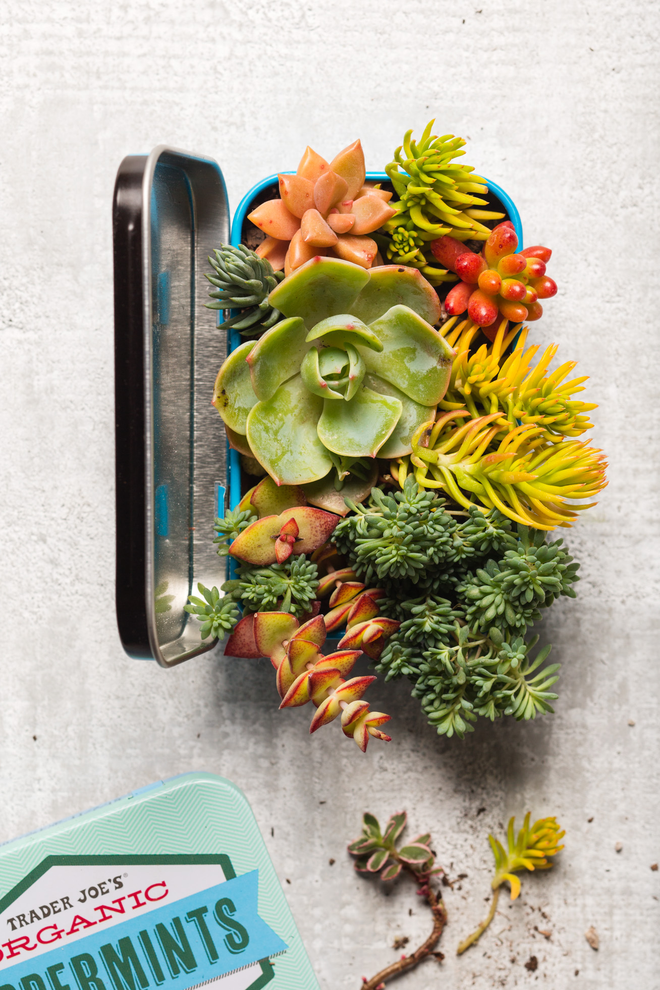 11 Stylish Projects with Succulents - Sunset Magazine