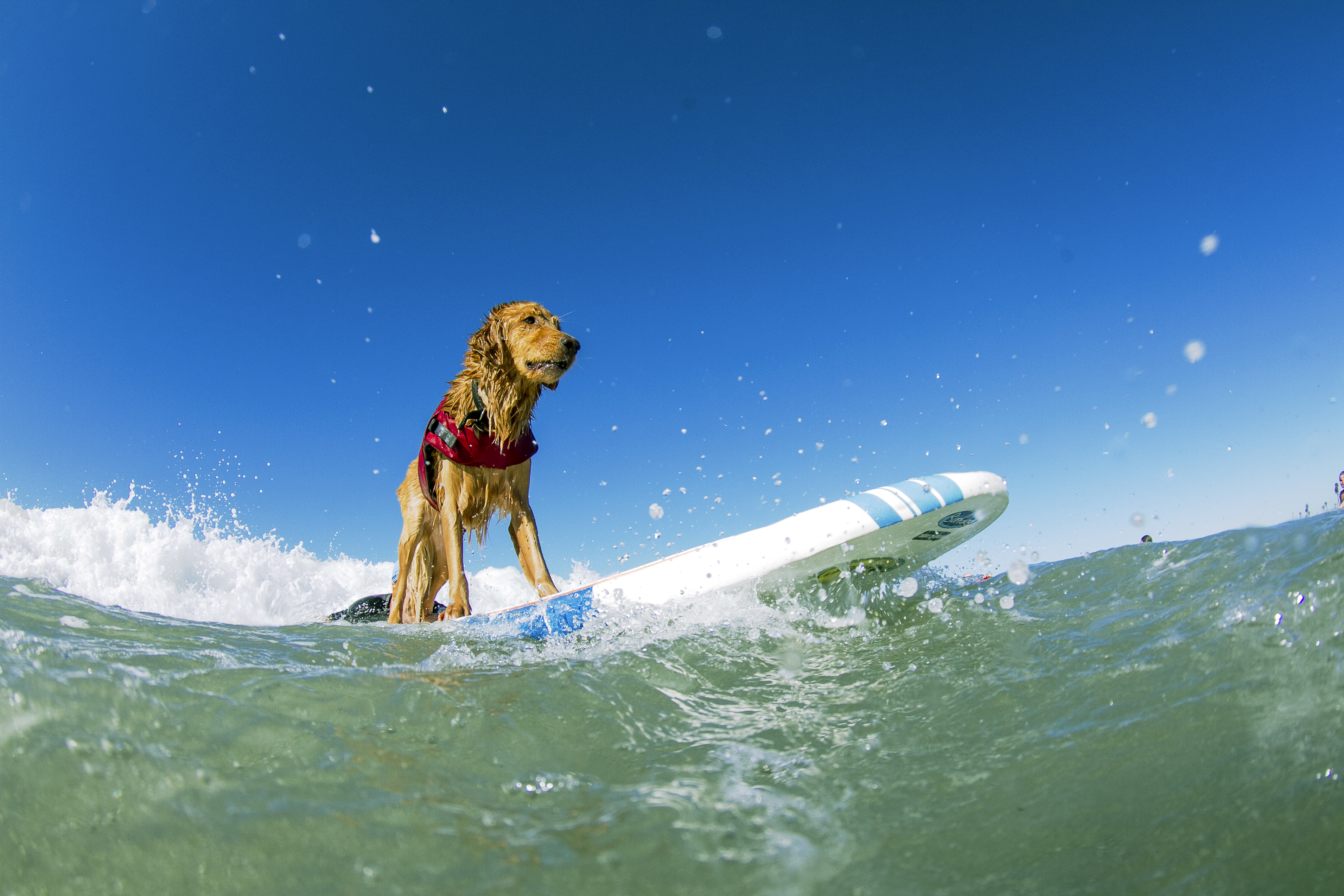 You can take your best pal with you on these getaways around the West ...