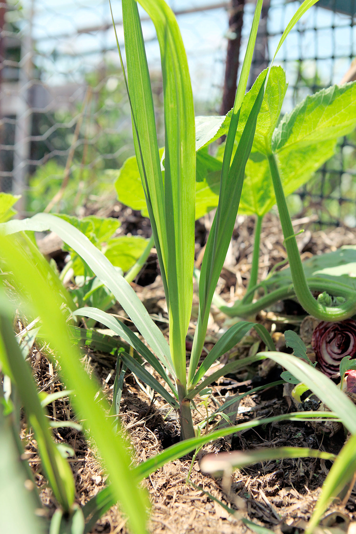 8 Global Crops for Your Edible Garden - Sunset Magazine