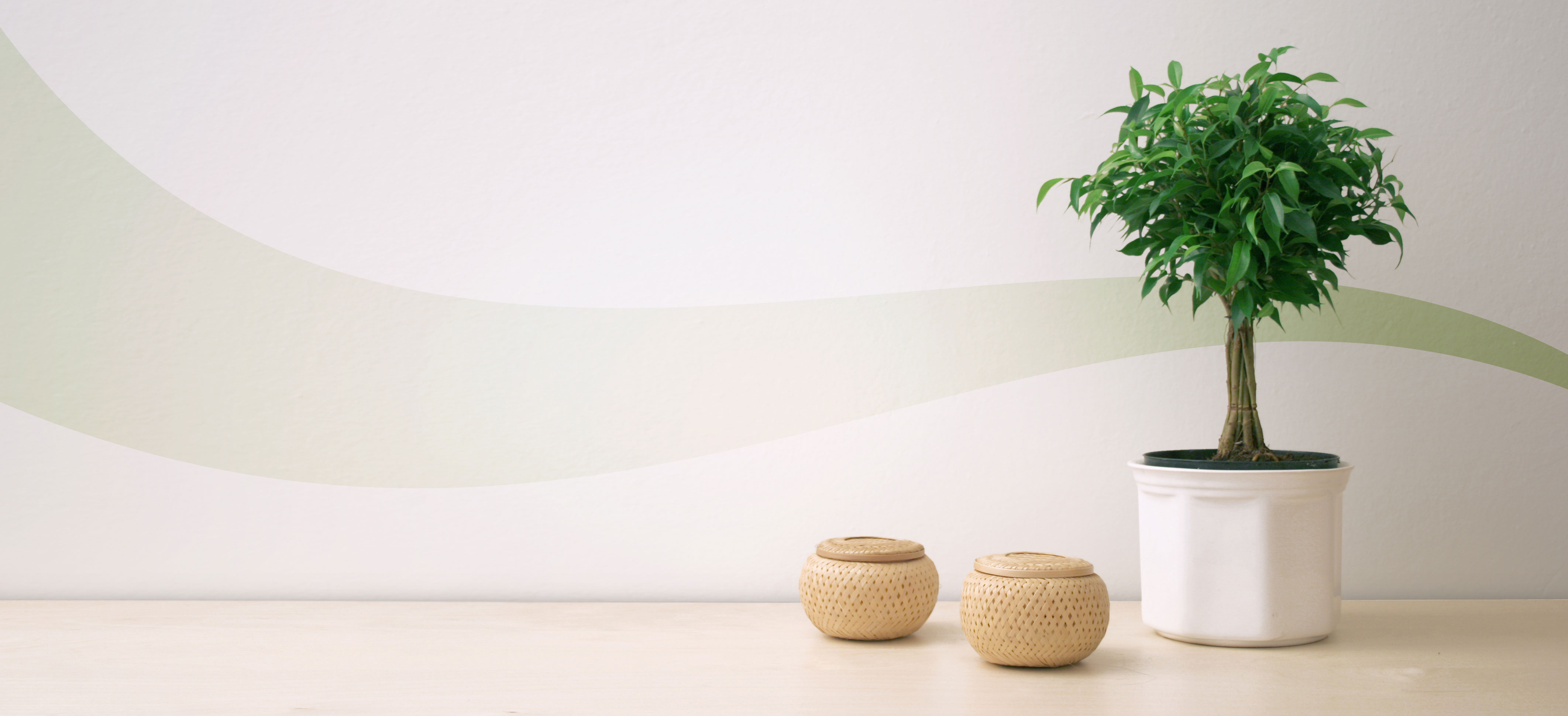 Ficus Tree & More Small Trees As Houseplants – Sunset Magazine