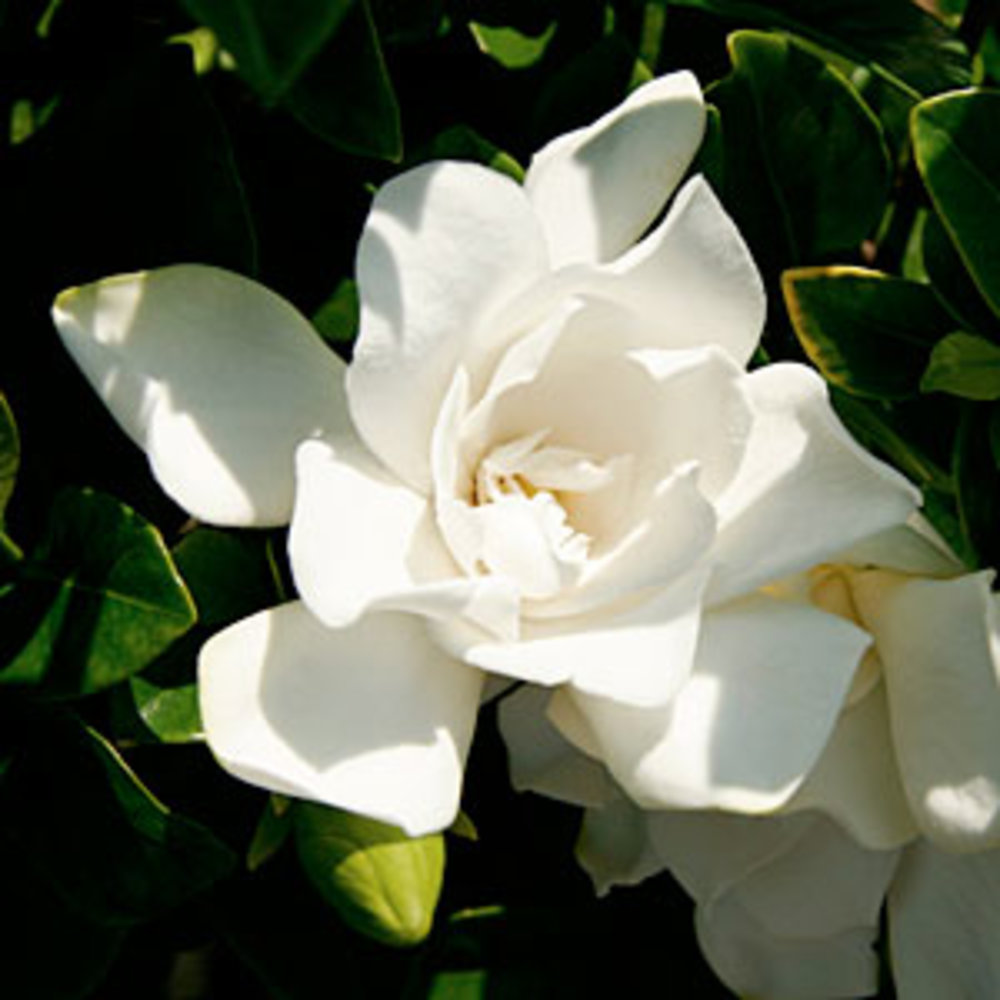 15 Flowers to Paint Your Garden White - Sunset Magazine