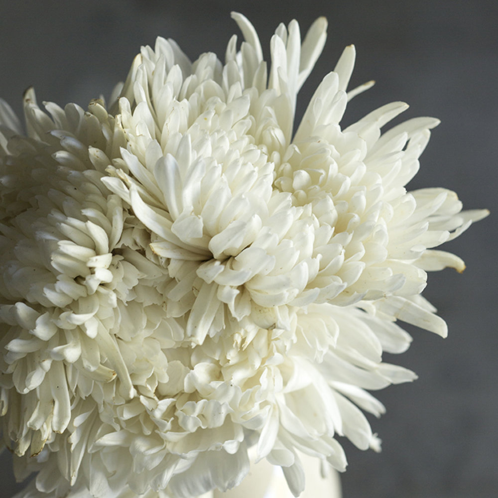 19 Stunning Fall Chrysanthemums - Sunset Magazine