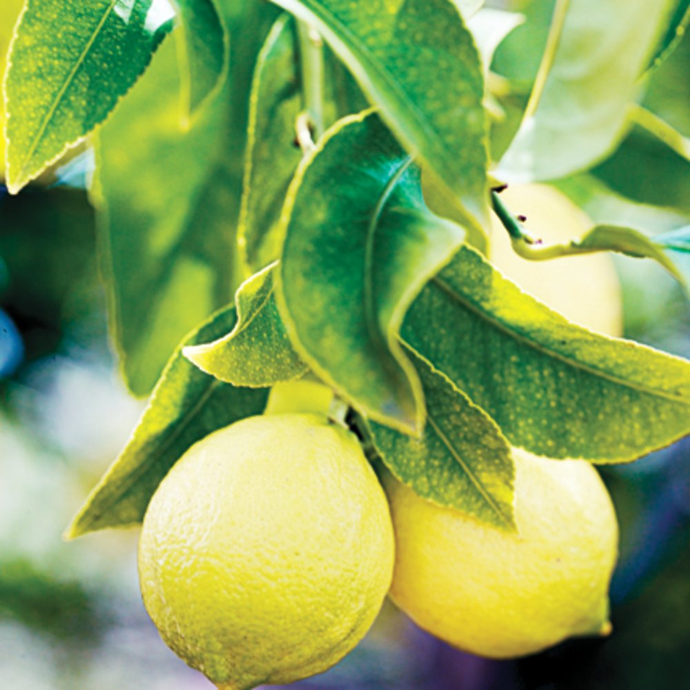 Our Ultimate Outdoor Kitchen - Sunset Magazine