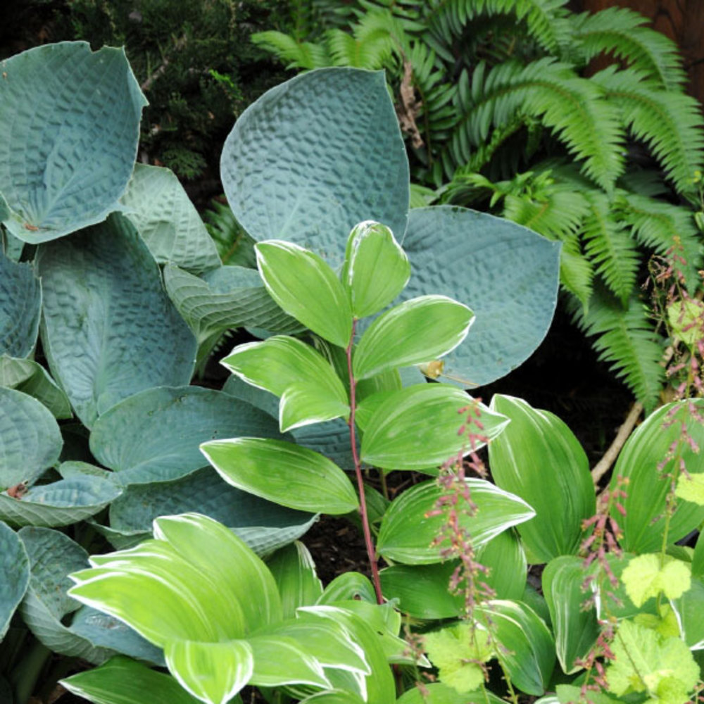 How to Create a Nature-Lover’s Yard - Sunset Magazine