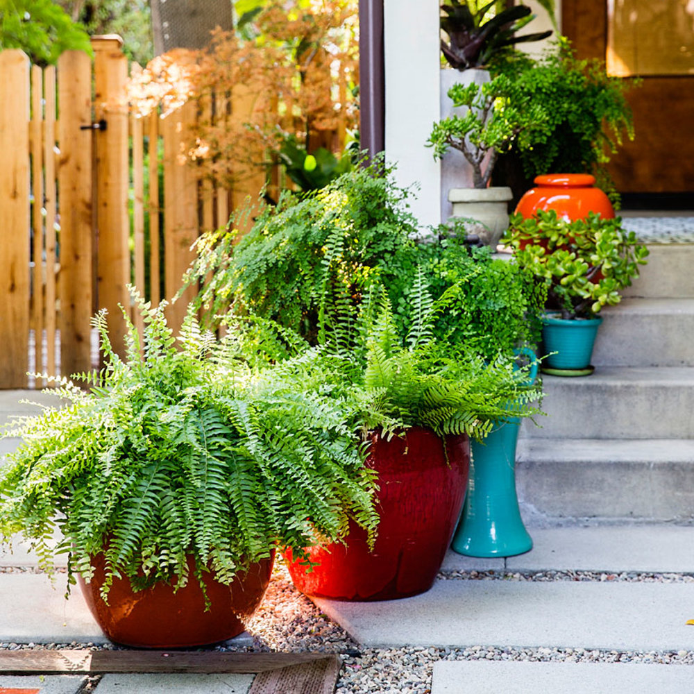 11 Great Shade Gardens - Sunset Magazine