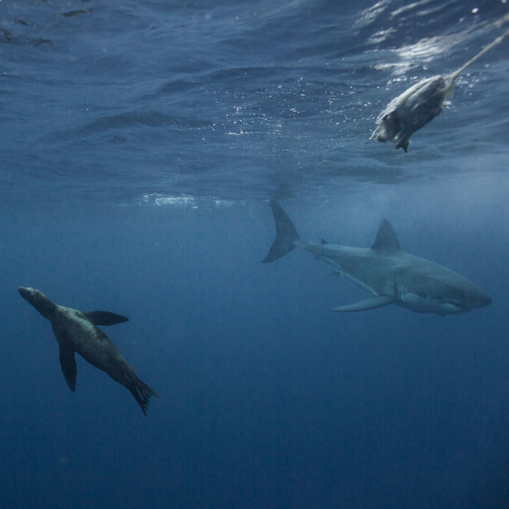 Go on a Shark-Diving Adventure - Sunset Magazine