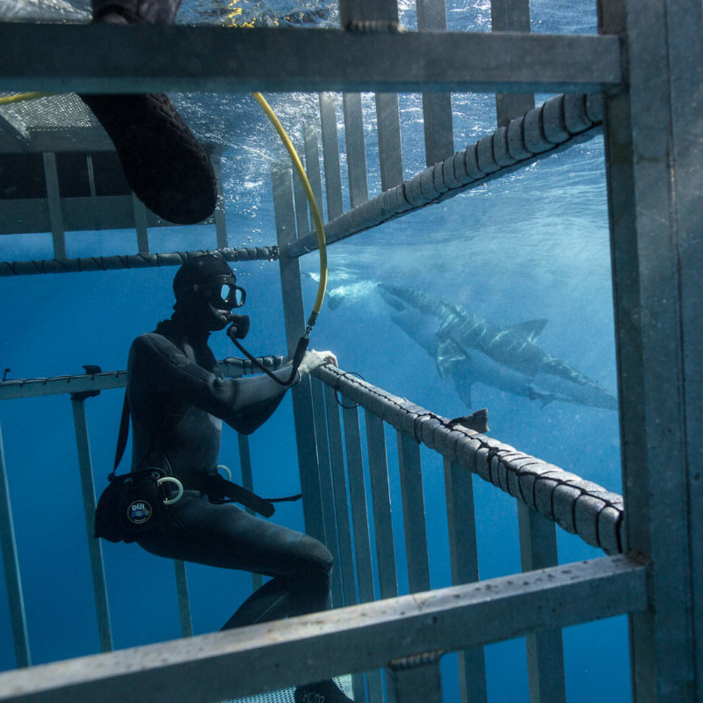 Go on a Shark-Diving Adventure - Sunset Magazine