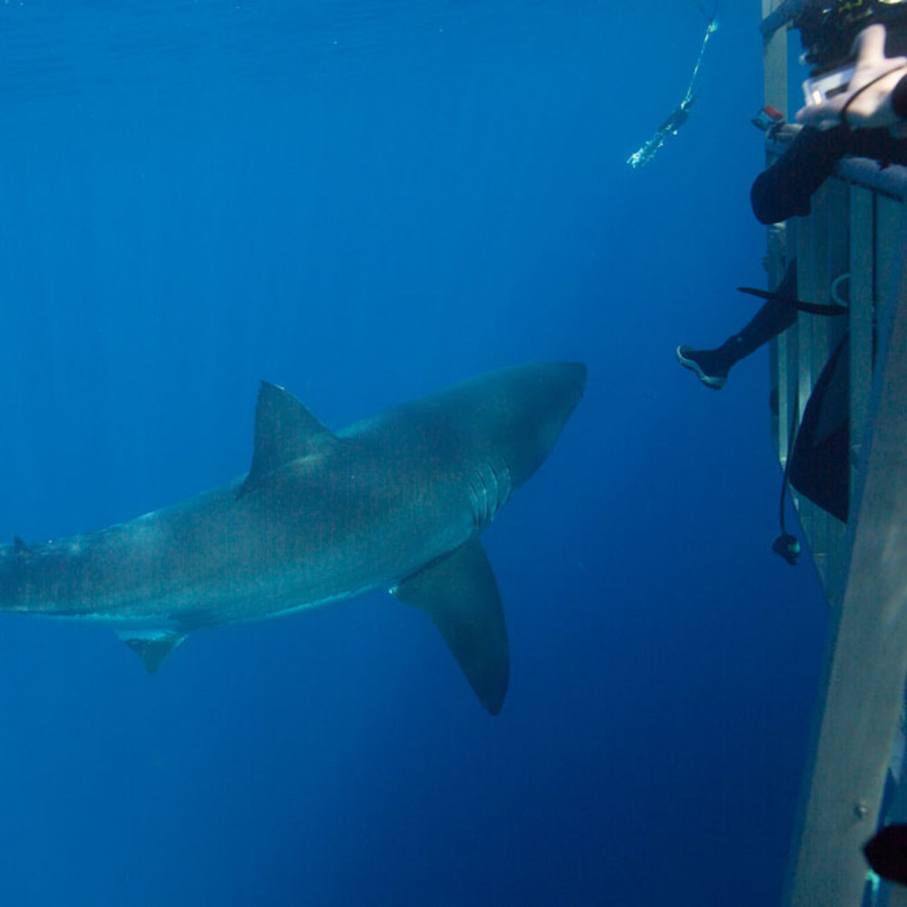 Go on a Shark-Diving Adventure - Sunset Magazine