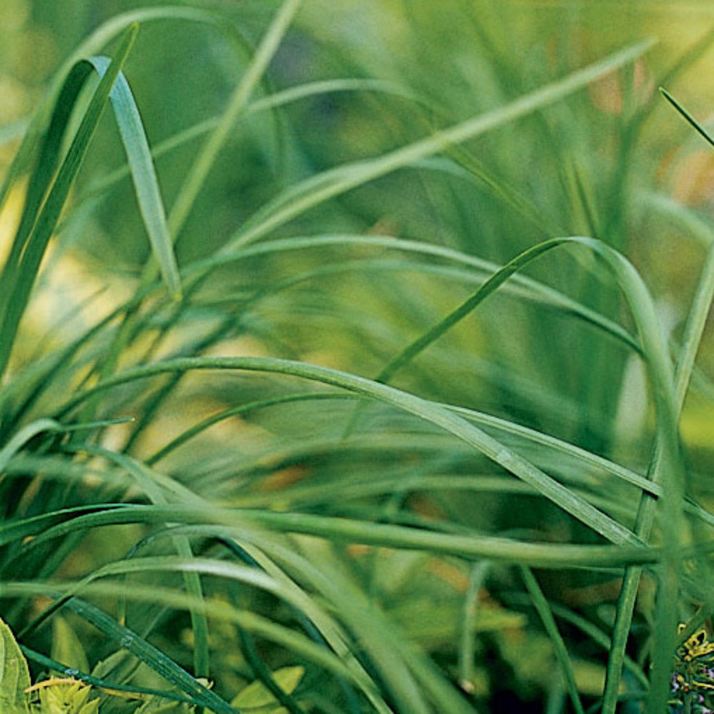 Fresh Chive Recipe Ideas - Sunset Magazine