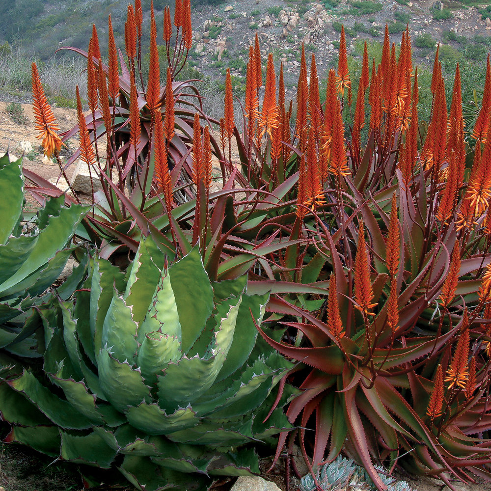 Use these versatile plants for drama in pots and sunny gardens - Sunset ...