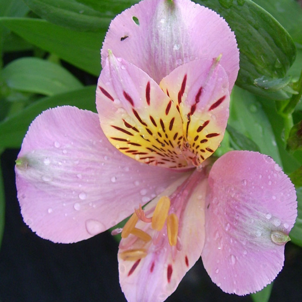12 Gorgeous Alstroemeria - Sunset Magazine