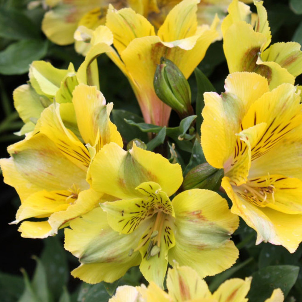12 Gorgeous Alstroemeria - Sunset Magazine