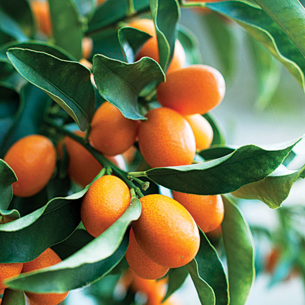 7 Best Citrus Trees to Grow - Sunset Magazine