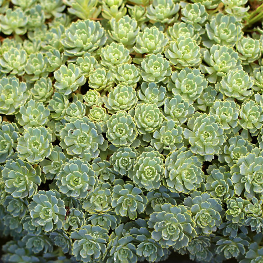 9 Easy-Care Sedums - Sunset Magazine