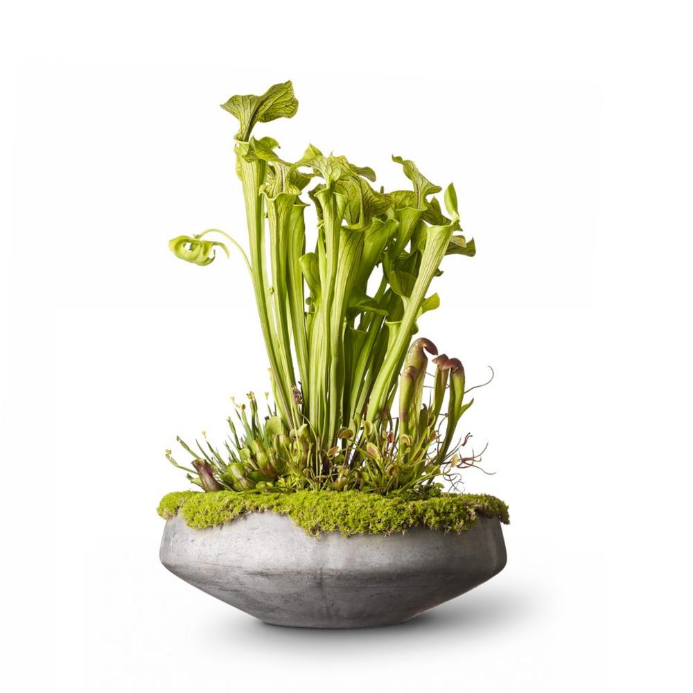 4 fly-eating plants to grow indoors (and how to keep them happy ...