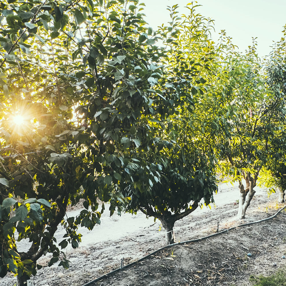 Behind the Scenes: Fruit Trees! - Sunset Magazine
