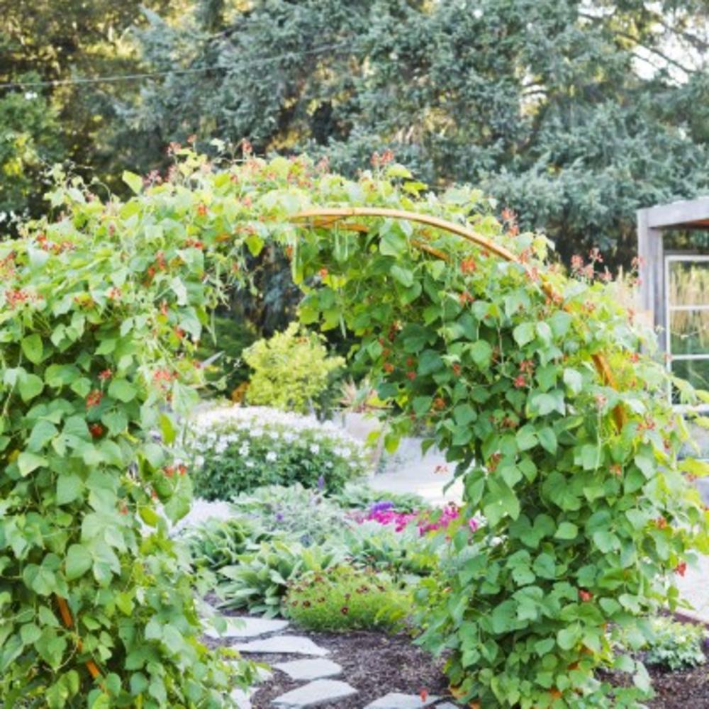 No ordinary trellis - Sunset Magazine