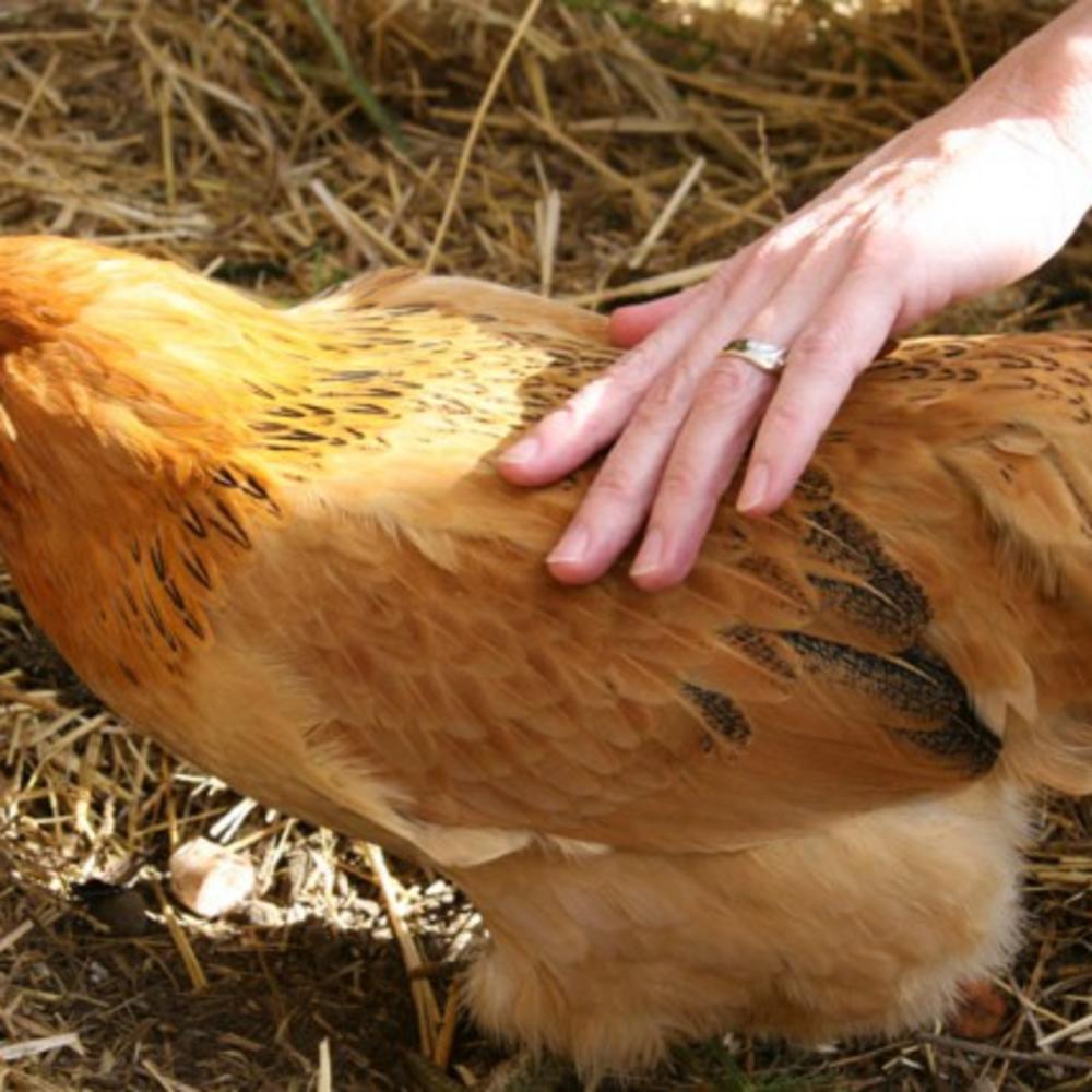 We Shouldn't Hug Our Chickens? - Sunset Magazine
