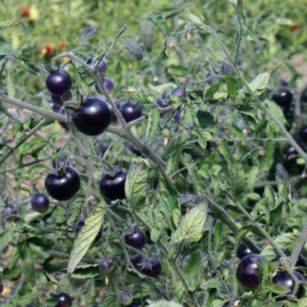 Purple Tomato