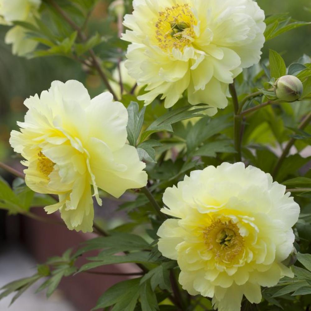 Blooming in the Test Garden: itoh peonies - Sunset Magazine