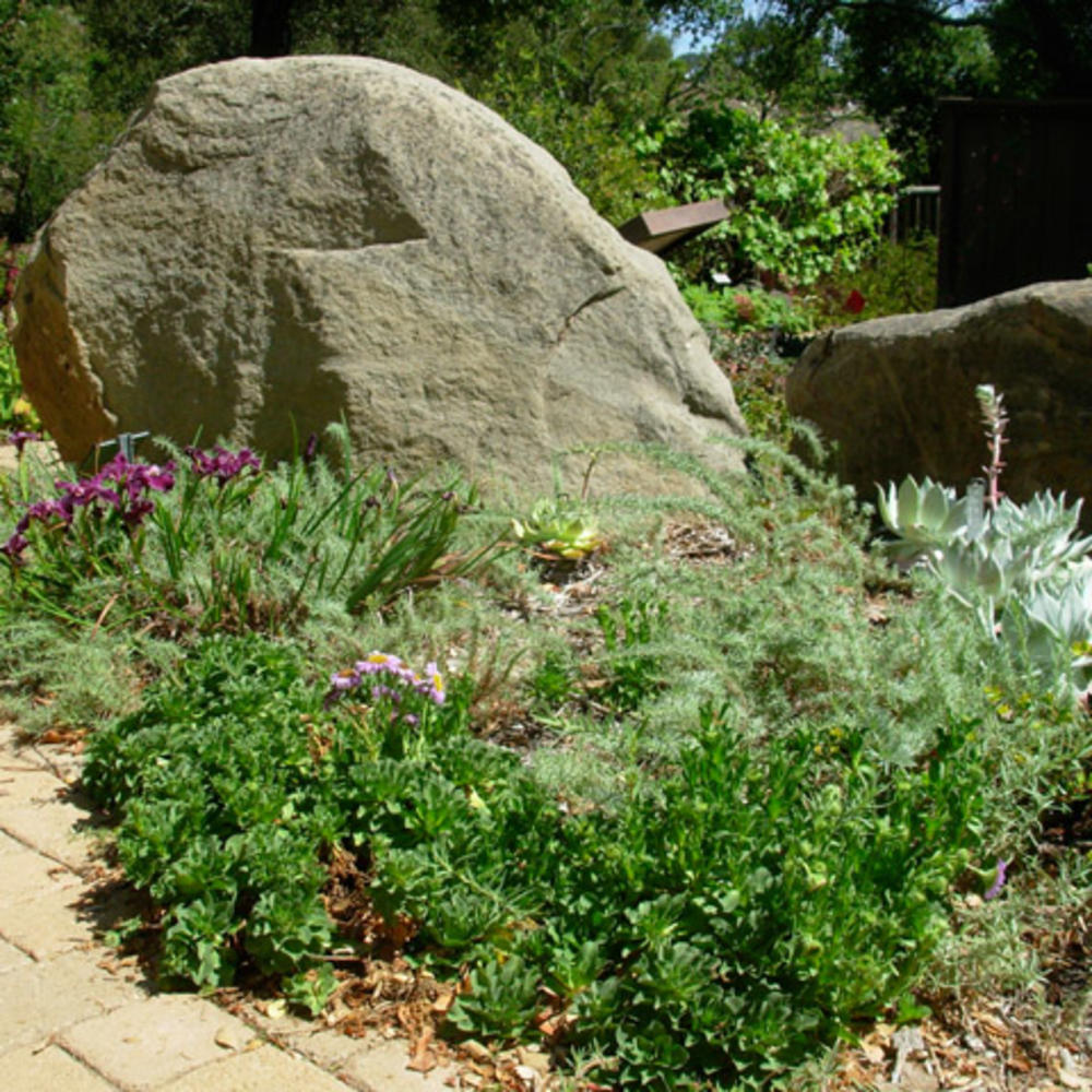 The best drought resources for Western gardens - Sunset Magazine