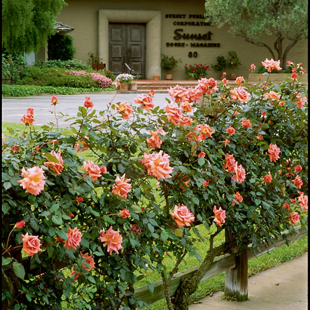 10 Reasons Why I’m Grateful for Sunset’s Garden - Sunset Magazine